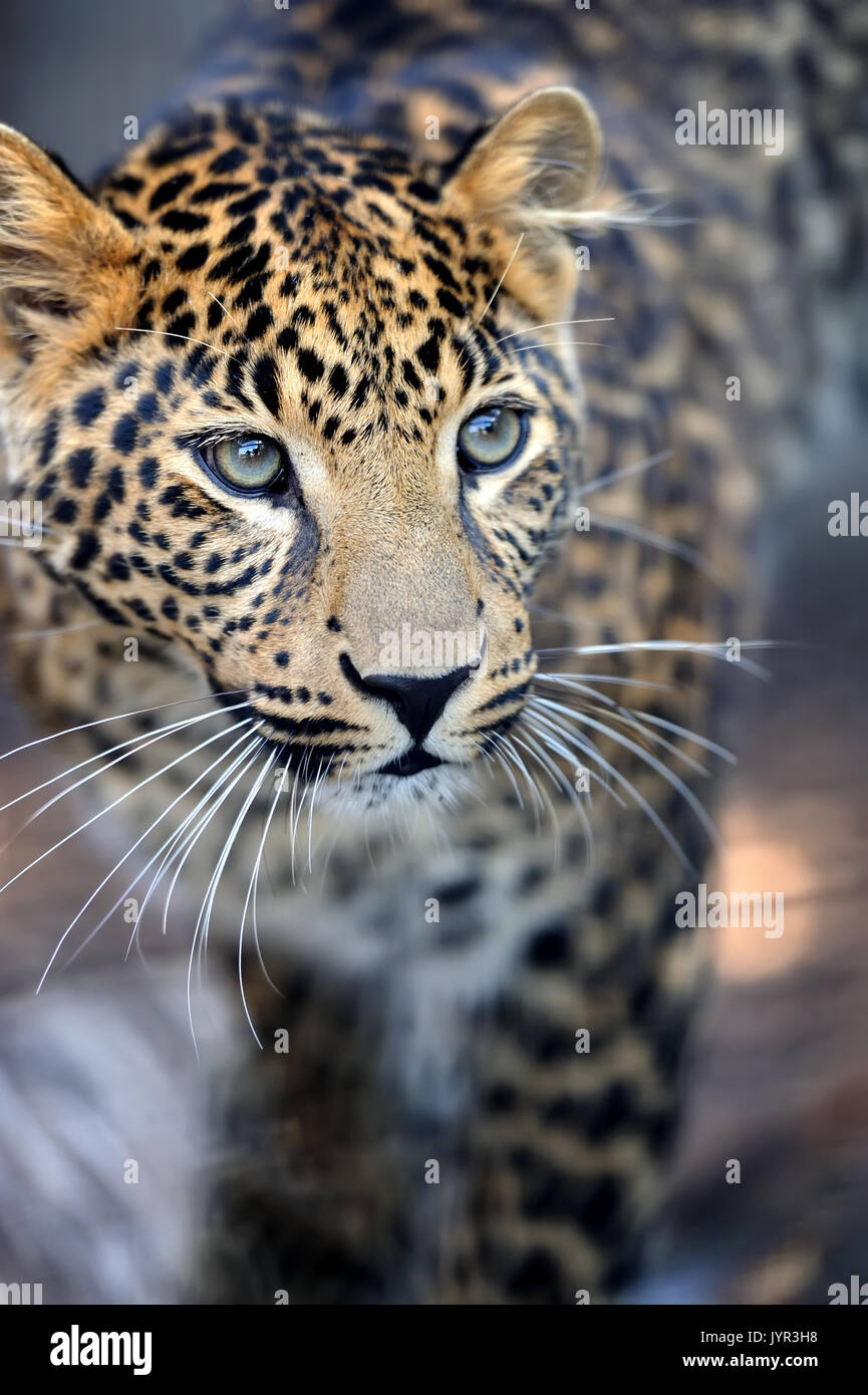 Leopard africa forest hi-res stock photography and images - Alamy