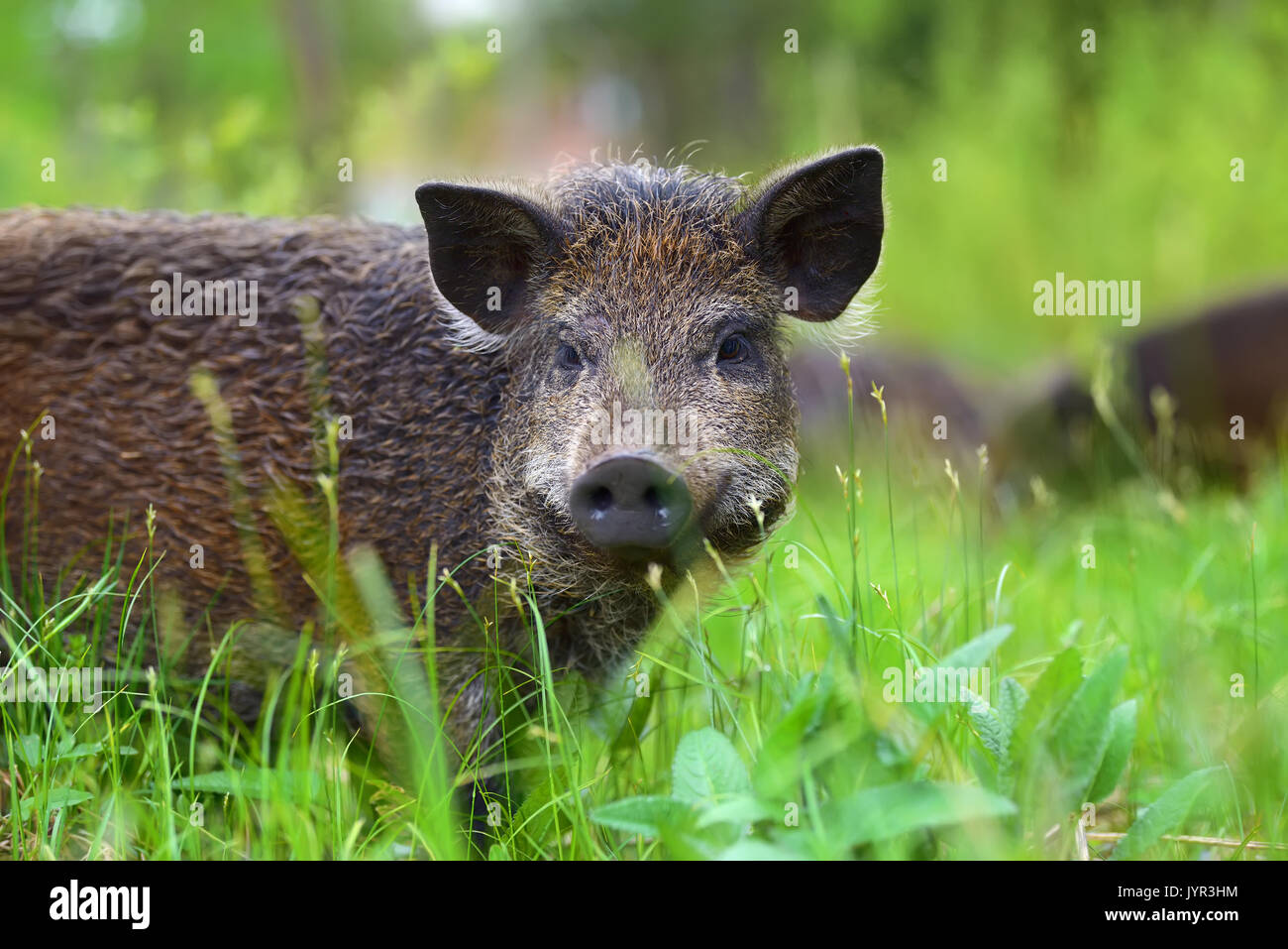 Wild boar on the forest in summer time Stock Photo - Alamy