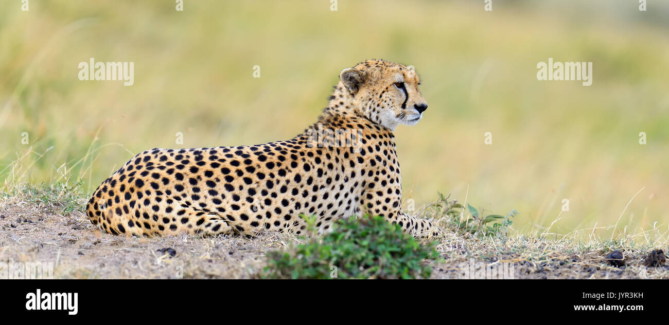 Wild african cheetah, beautiful mammal animal. Africa, Kenya Stock ...