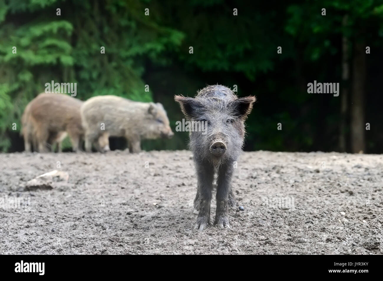 Small wild boar in the forest in the springtime Stock Photo - Alamy