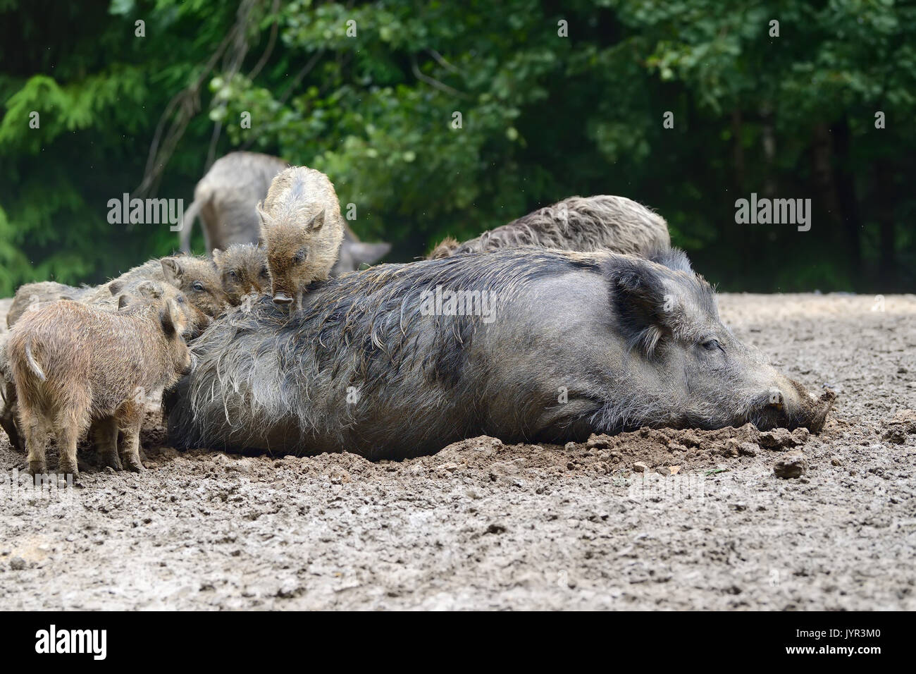 Small wild boar in the forest in the springtime Stock Photo - Alamy