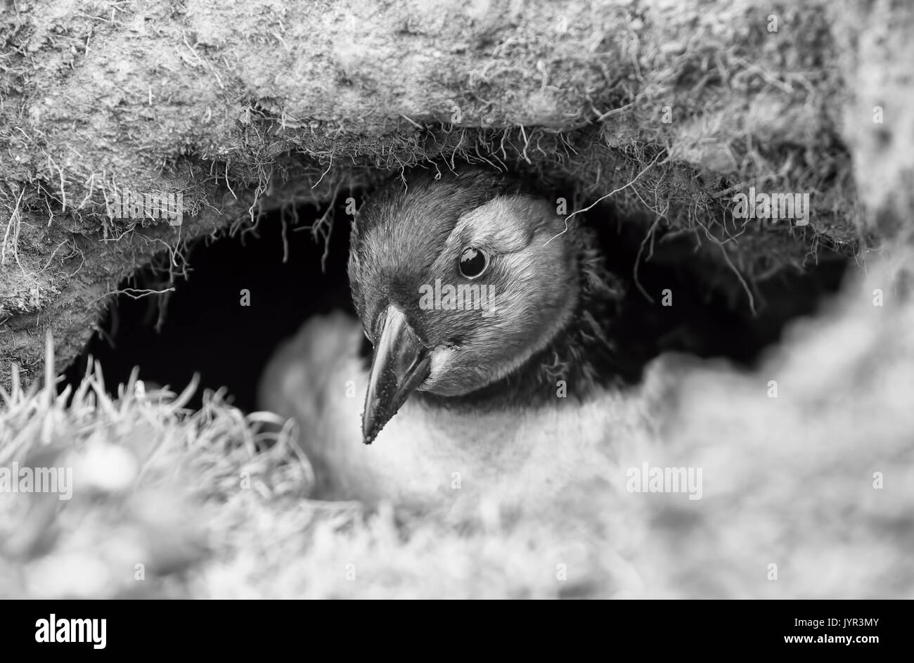 Puffling hi-res stock photography and images - Alamy