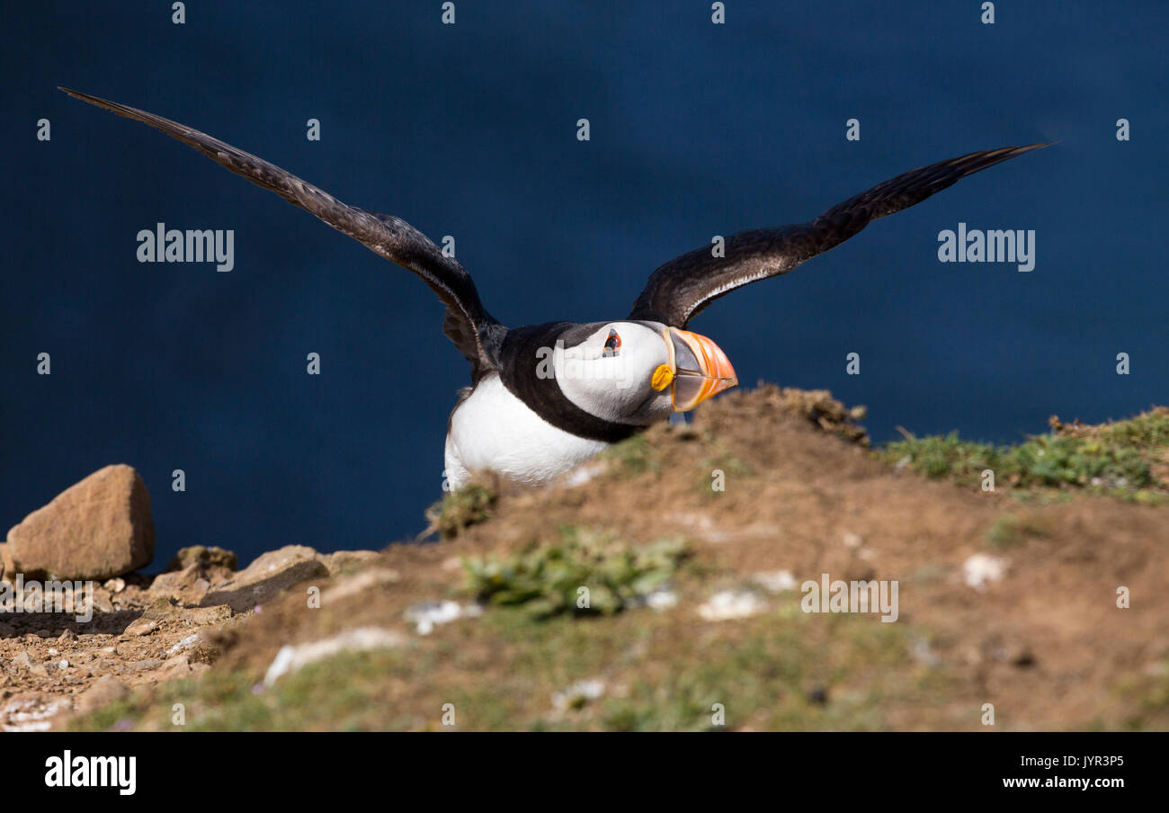 Puffin Wing stretch Stock Photo - Alamy