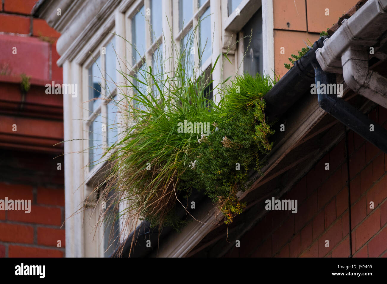 Gutter blocked by weeds hi-res stock photography and images - Alamy