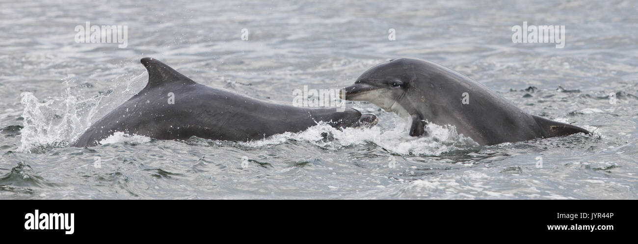 Bottlenose dolphins of the Moray Firth, Scotland Stock Photo - Alamy