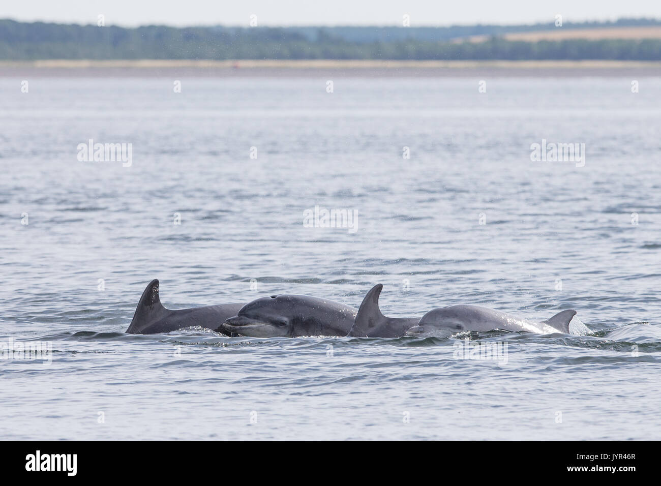Dolphin watching fortrose hi-res stock photography and images - Alamy