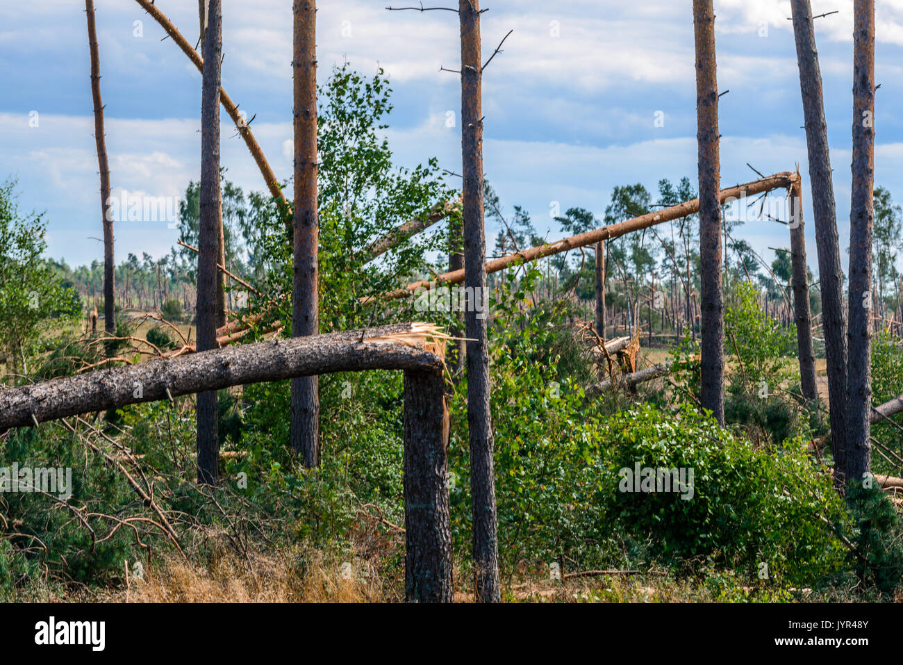 Tornado forest hi-res stock photography and images - Alamy