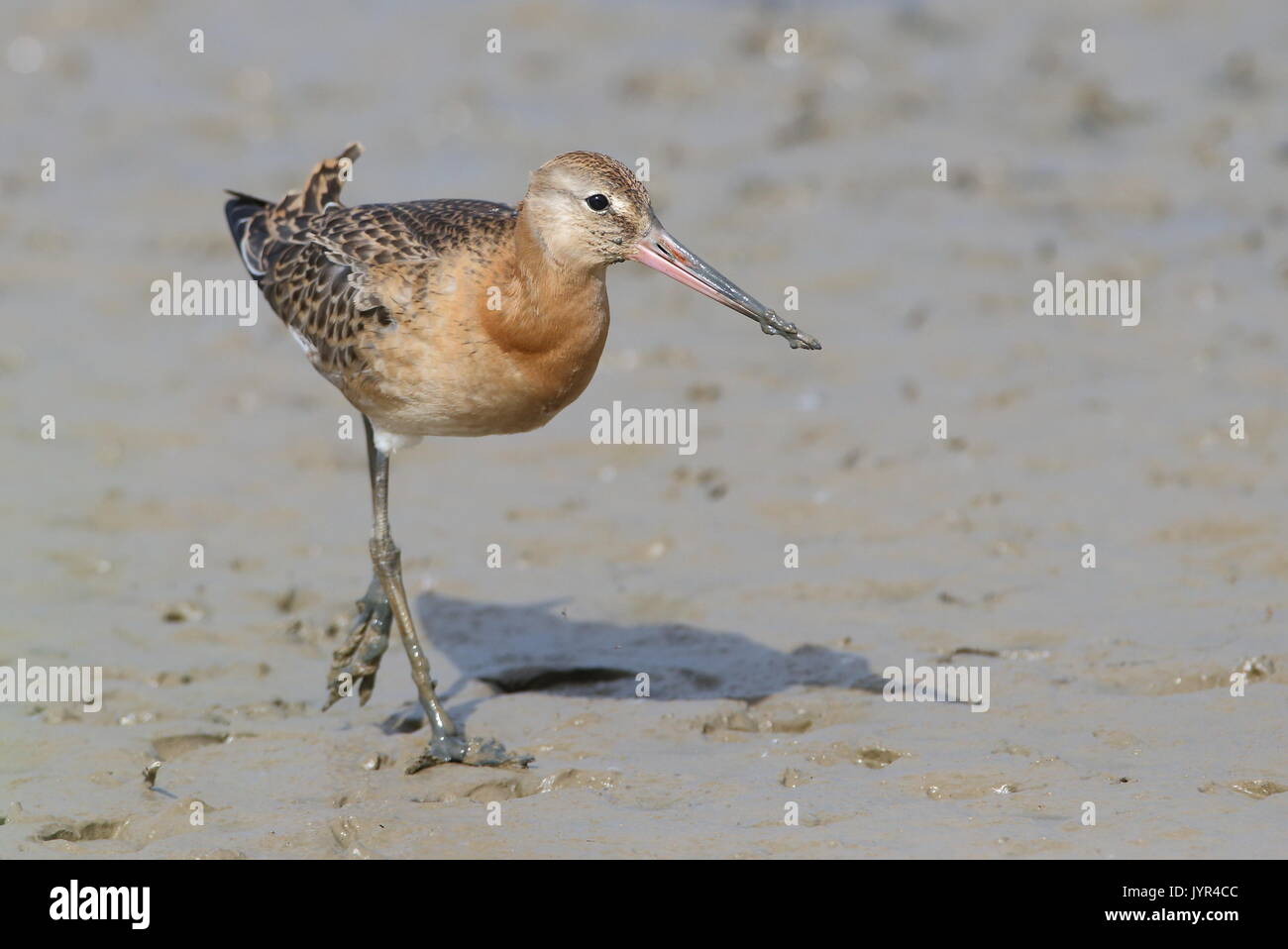 Black tailed godwit feeding hi-res stock photography and images - Alamy
