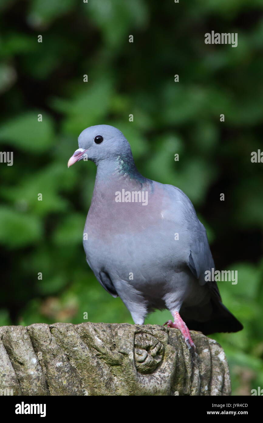 Stock pigeon hi-res stock photography and images - Alamy