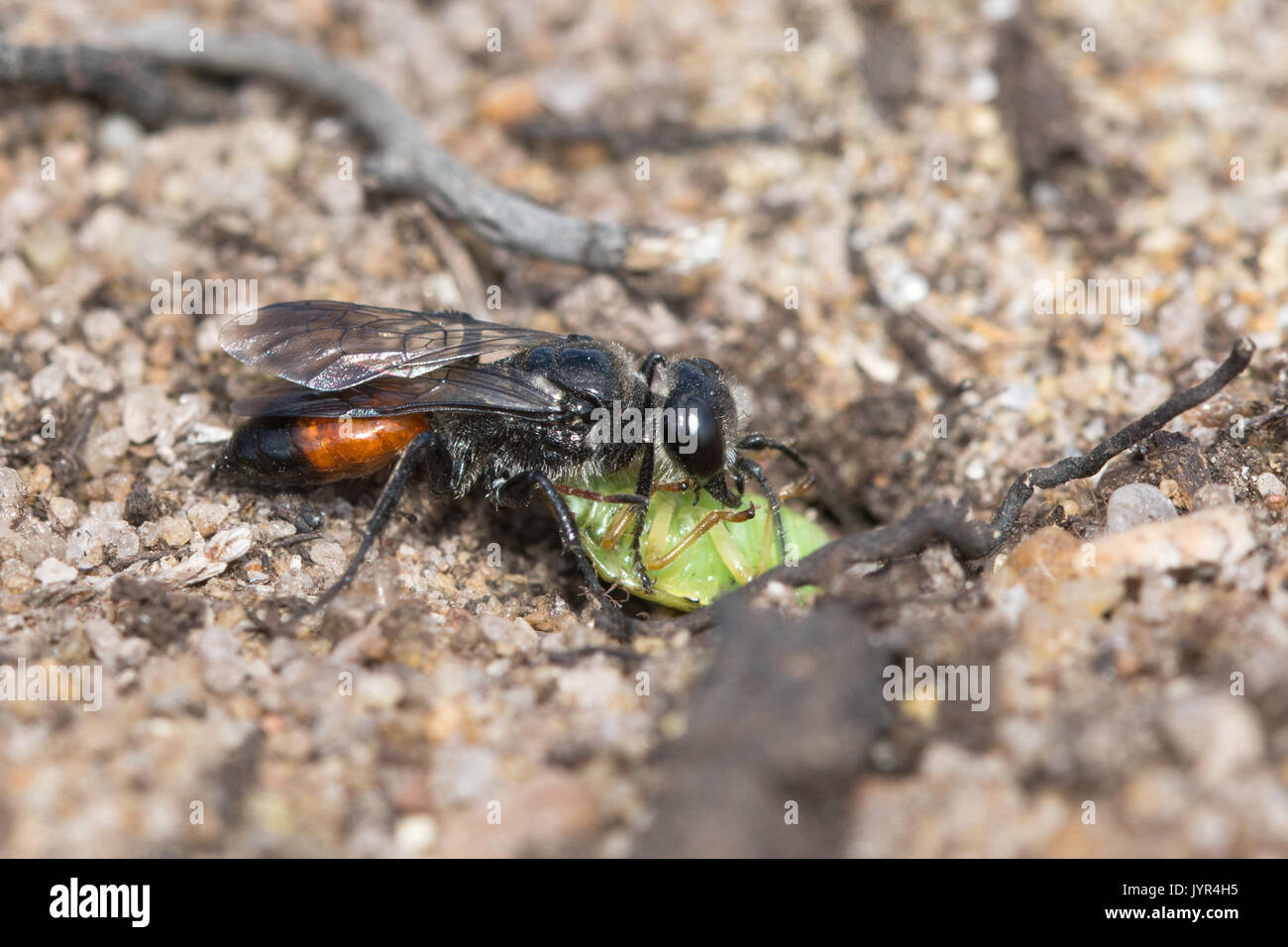 Digger Wasp Species High Resolution Stock Photography and Images - Alamy