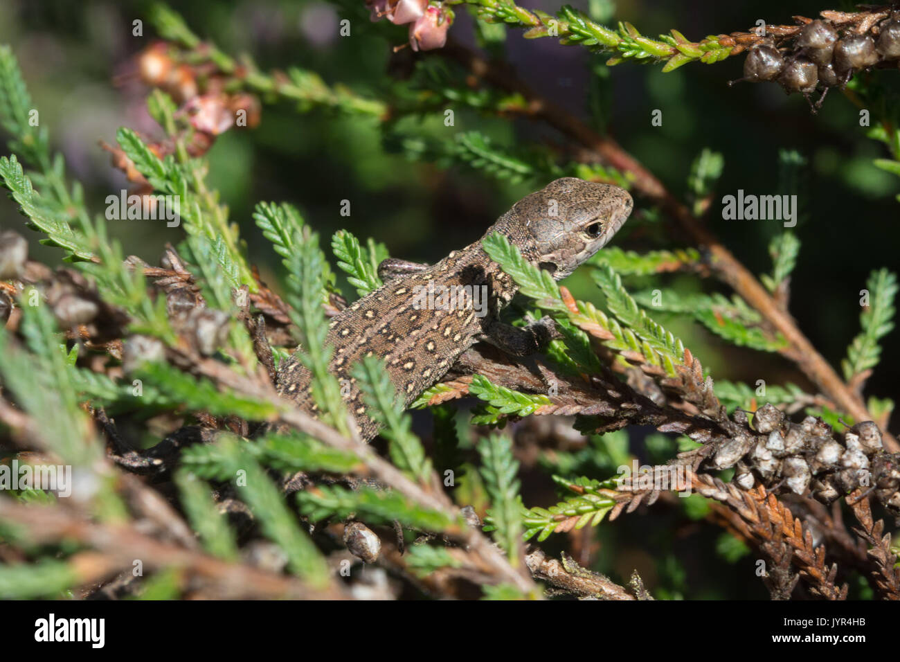 Sand lizard hatchling (Lacerta agilis juvenile) basking on top of ...
