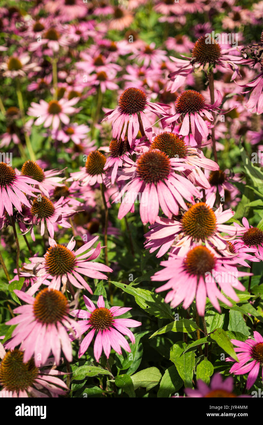 View of densely planted Echinacea Purpurea in a garden in the UK Stock ...