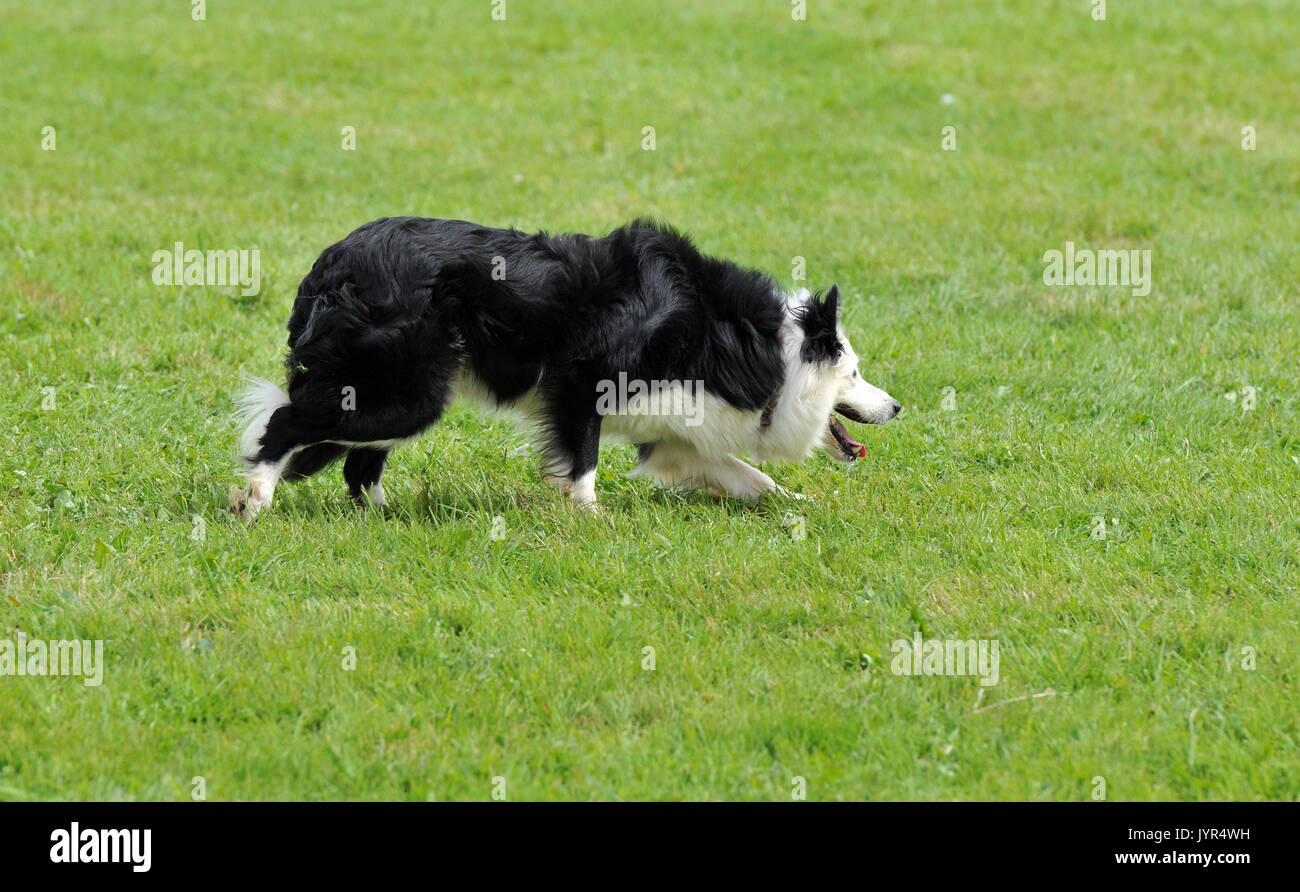 a dog lying down in the grass terriers and sheepdogs or cairn and ...