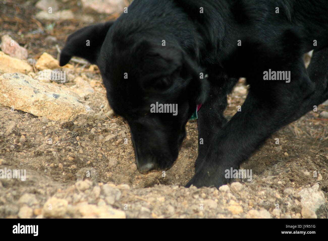 Dog digging a hole hi-res stock photography and images - Alamy
