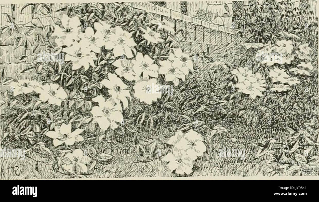 "Lawns and gardens. How to plant and beautify the home lot, the ...