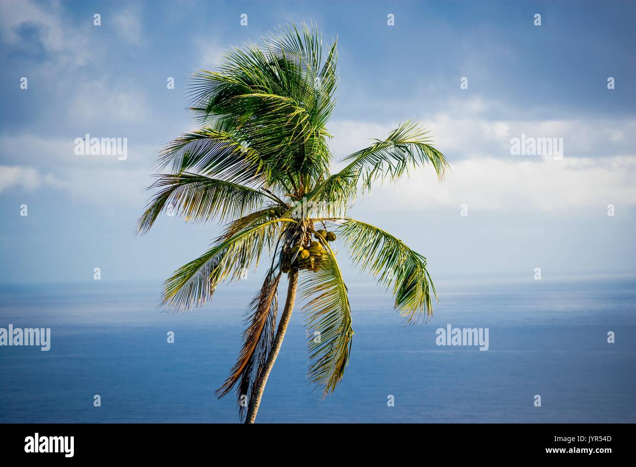 Morning view of a coconut tree from Mahogany Ridge, Black Rock Tobago ...