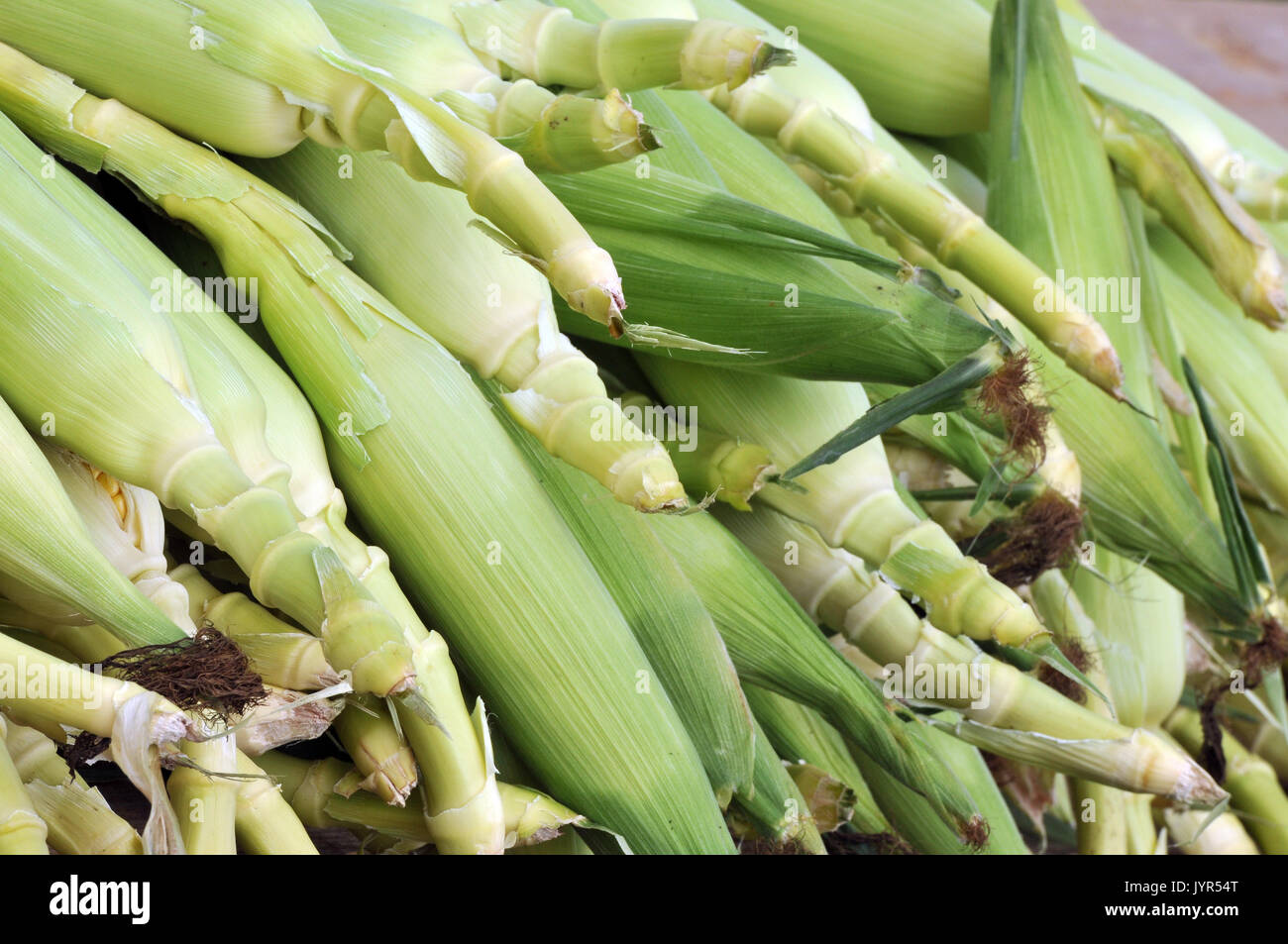 sweetcorn stacked and stored ready for cooking cultivated harvested ...