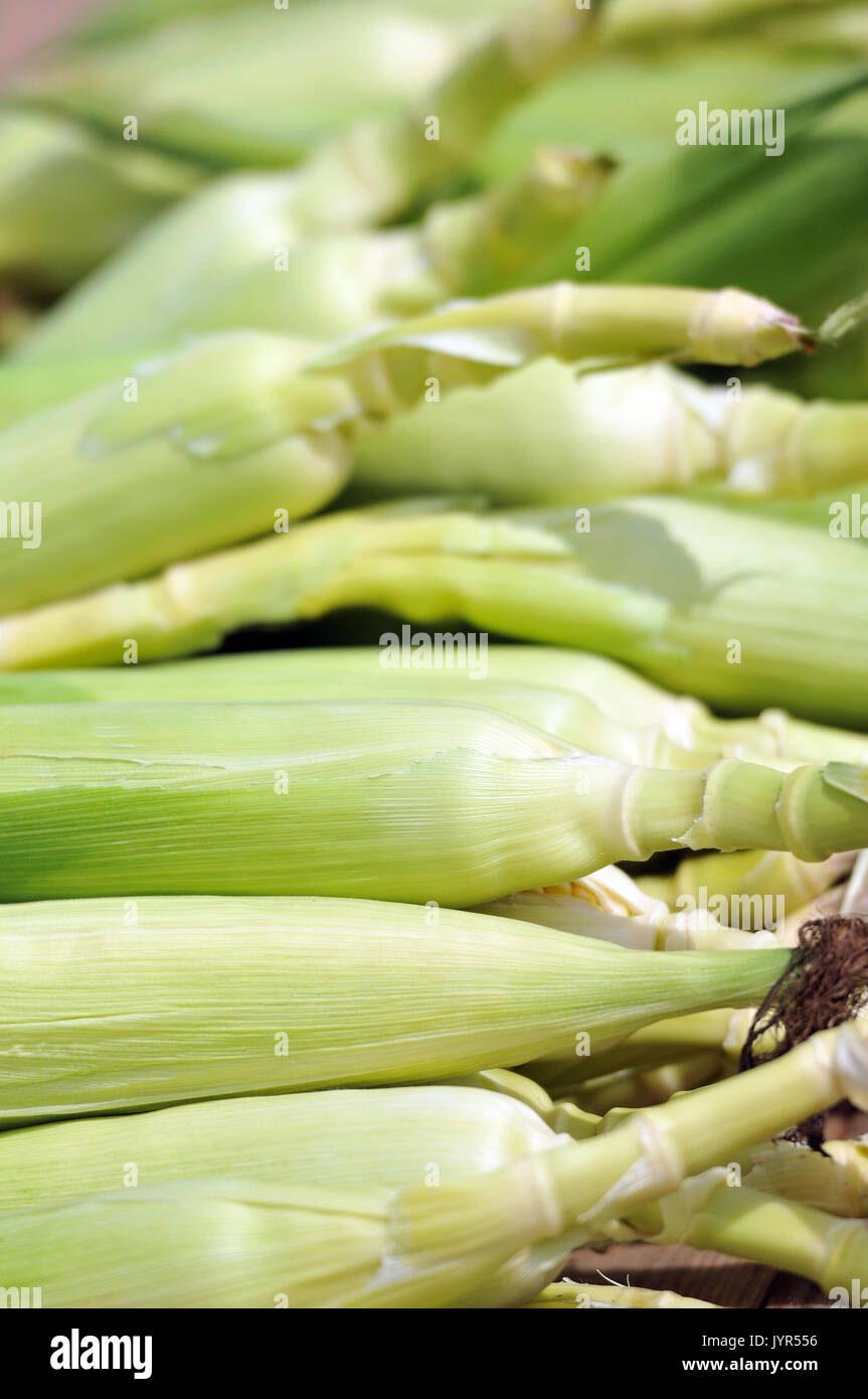 sweetcorn stacked and stored ready for cooking cultivated harvested ...