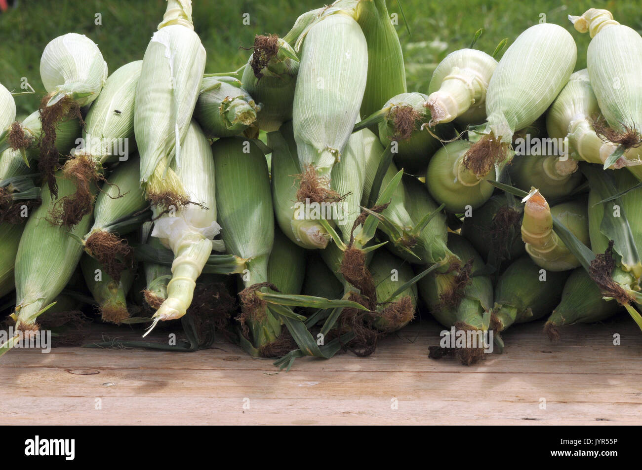 sweetcorn stacked and stored ready for cooking cultivated harvested ...