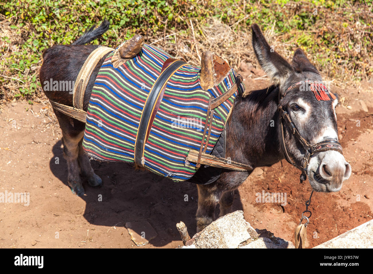 Donkey drinking water from a drinking trough in Roque Negro ...