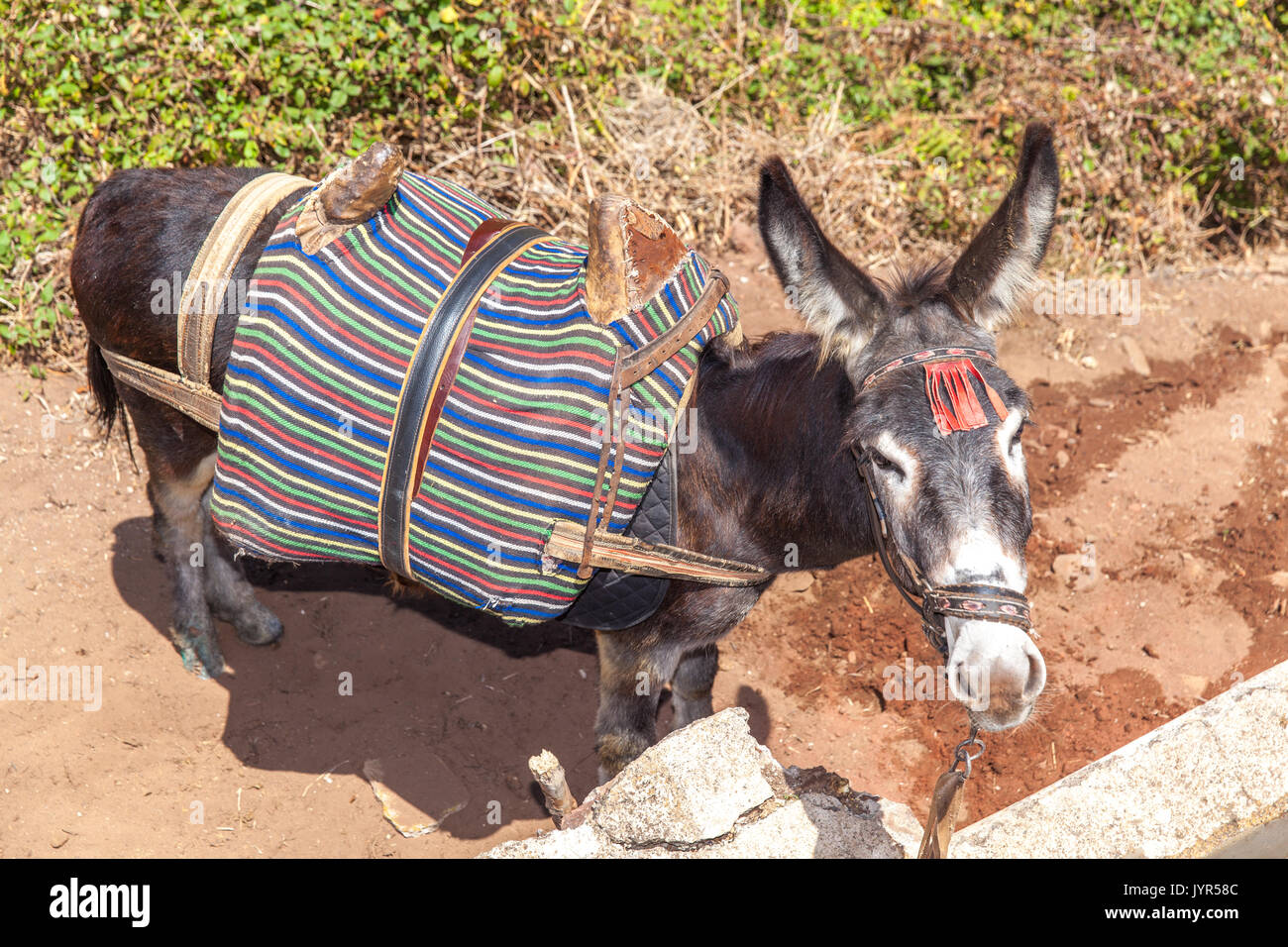 Donkey drinking water from a drinking trough in Roque Negro ...