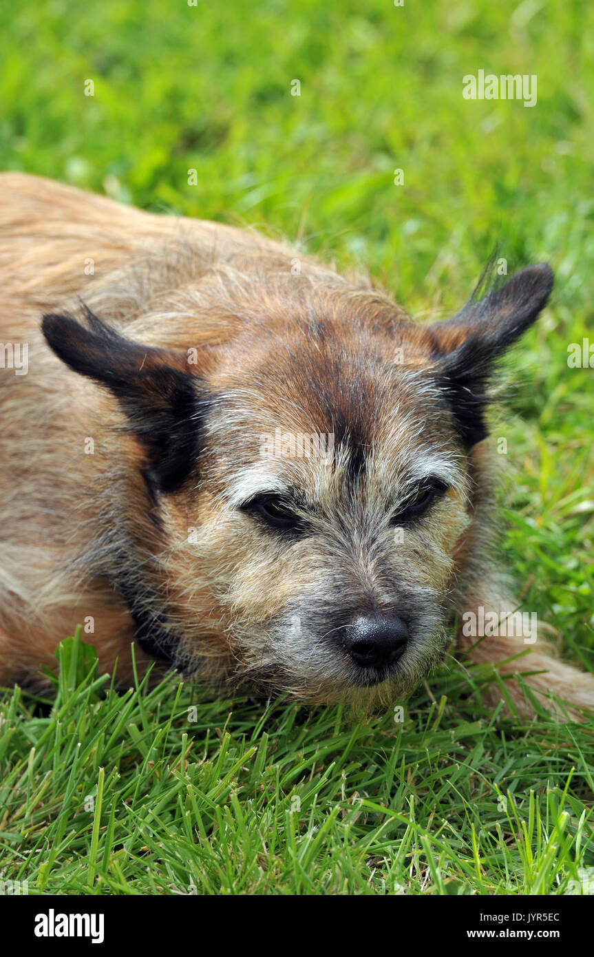 Working terriers hi-res stock photography and images - Alamy