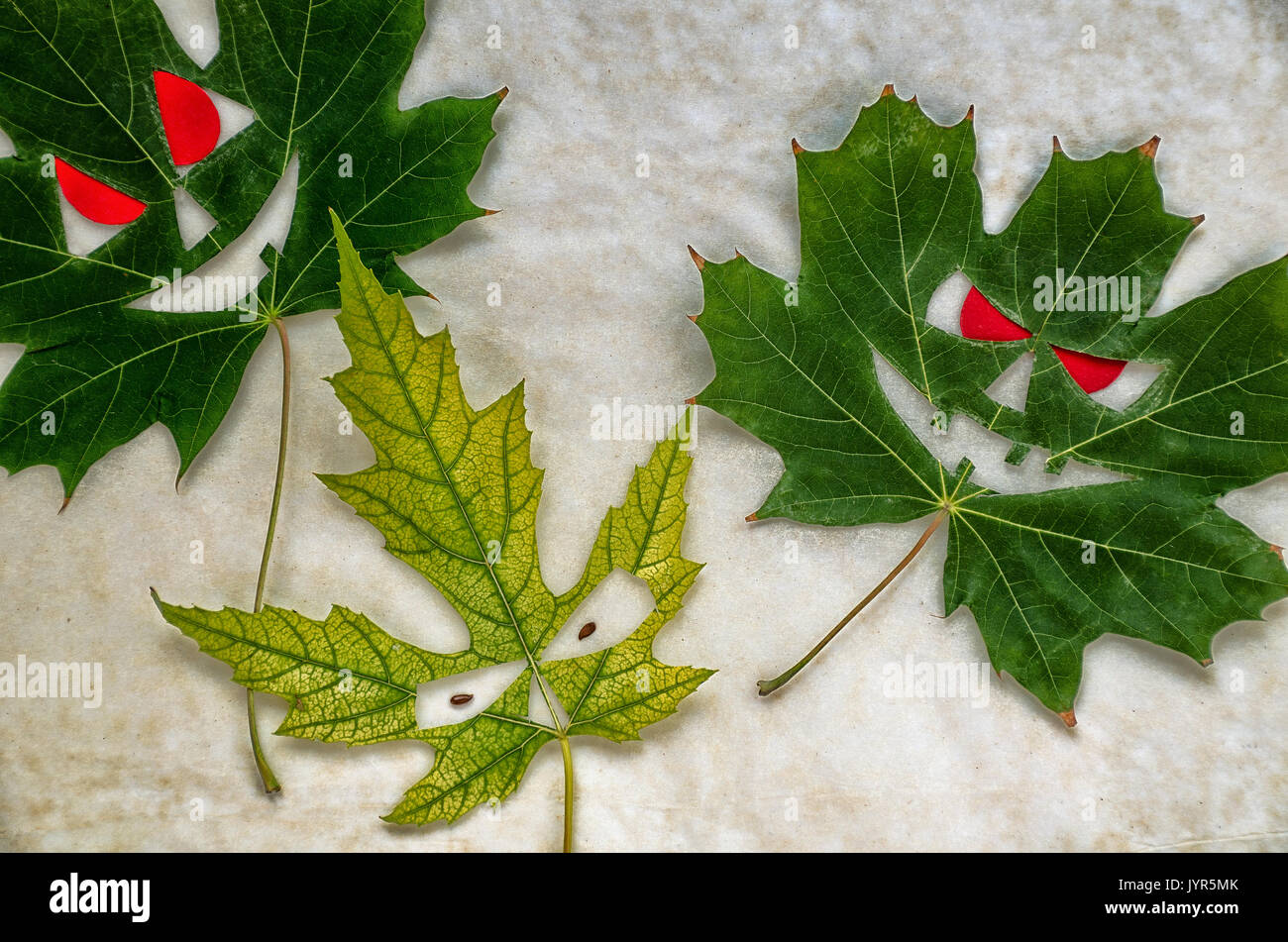 Halloween holiday background - Maple leaves like scary faces with red ...