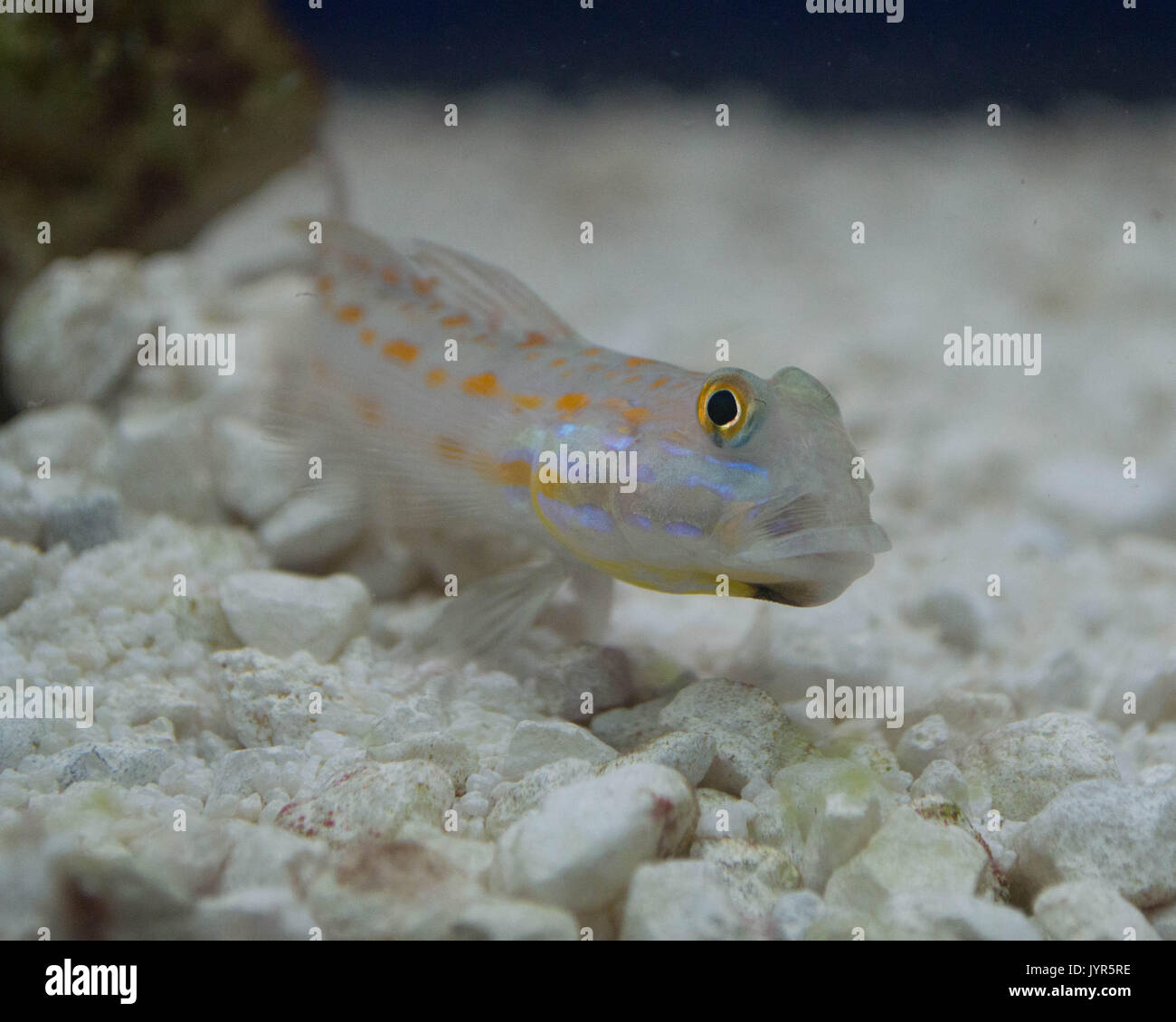 Orange spotted goby hi-res stock photography and images - Alamy