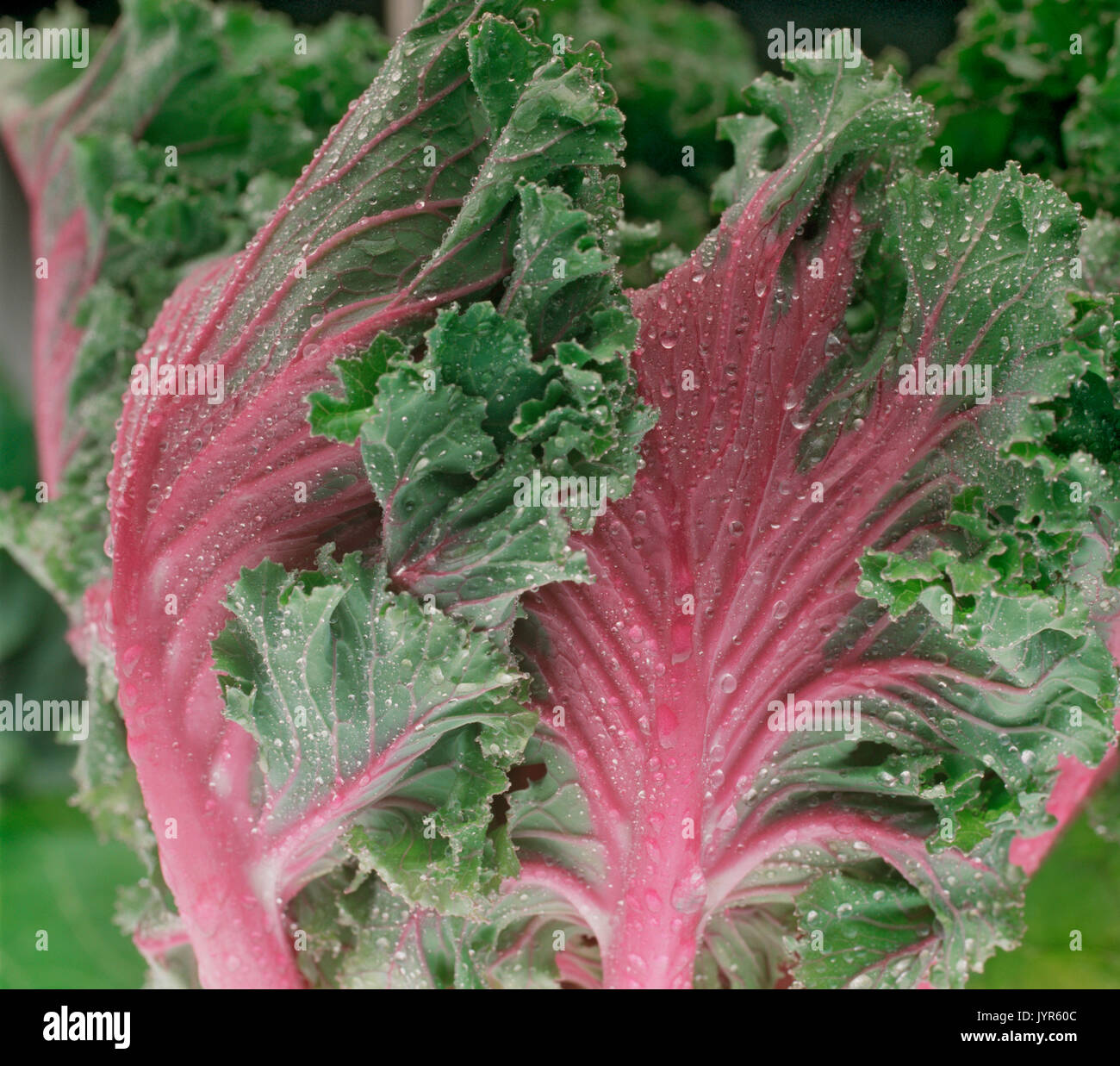 Swiss cd hi-res stock photography and images - Alamy