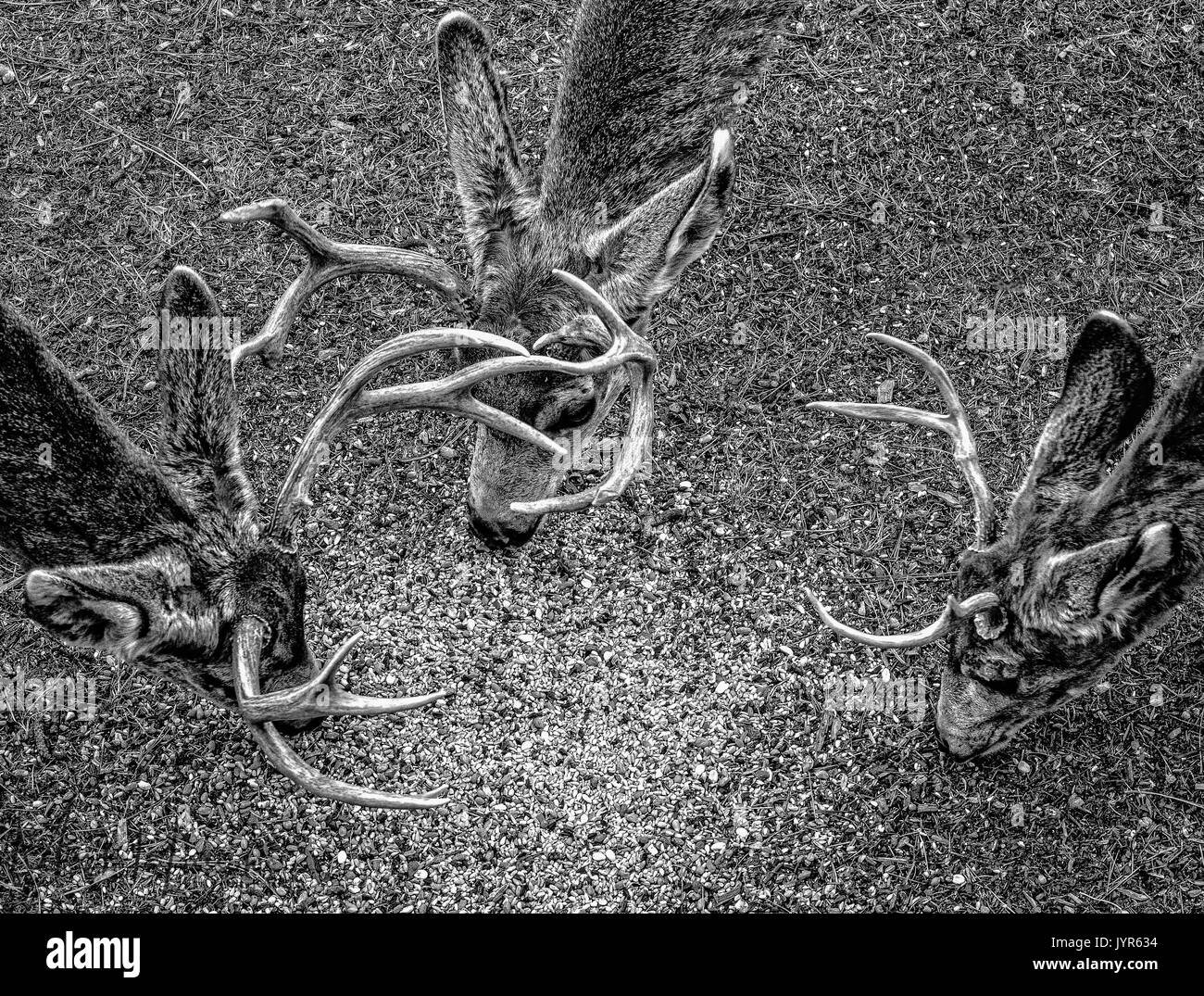 Three young Mule Deer are grazing in Colorado. Two are intertwined ...