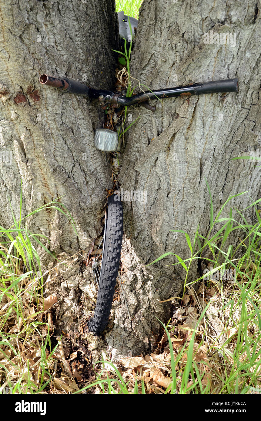 Grown into a tree hi-res stock photography and images - Alamy