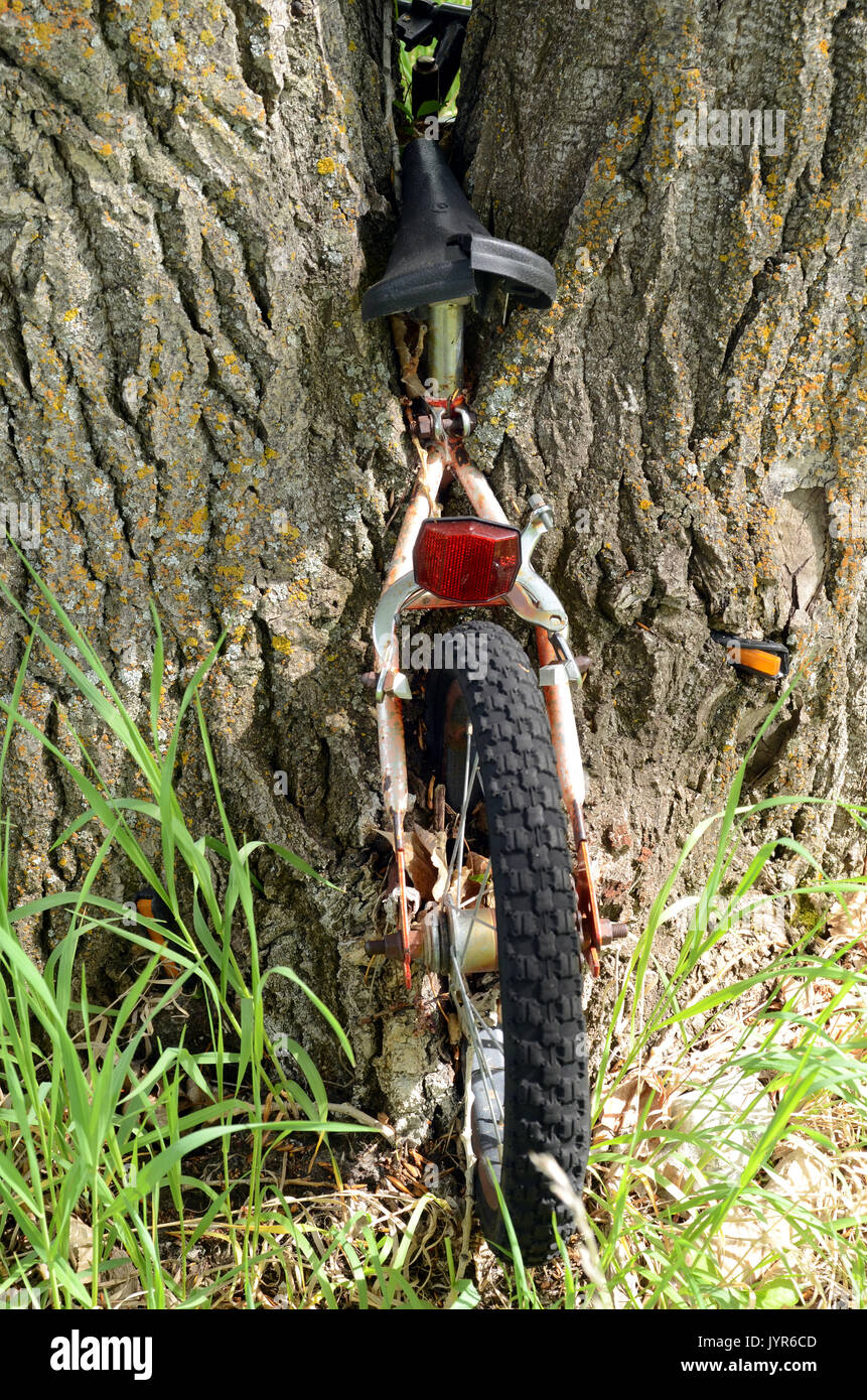 Grown into a tree hi-res stock photography and images - Alamy