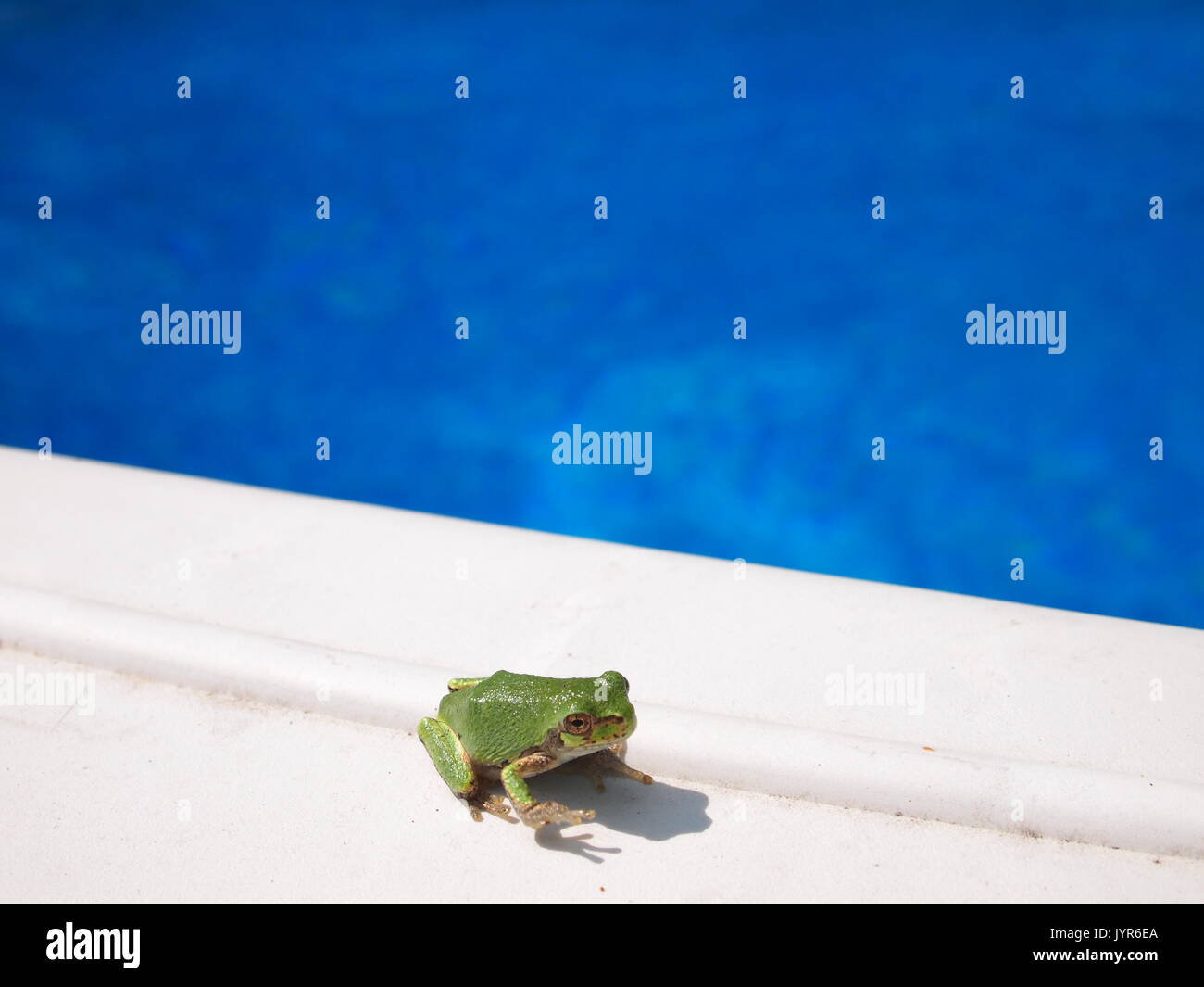 Frog suction feet hi-res stock photography and images - Alamy