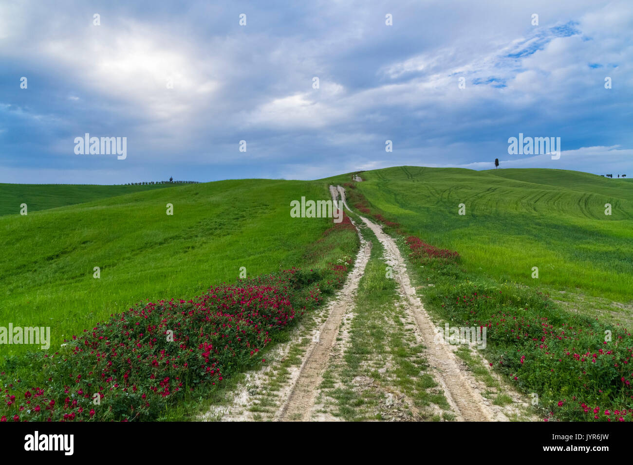 Country road in Torrenieri, near the famous Cipressi di San Quirico d ...