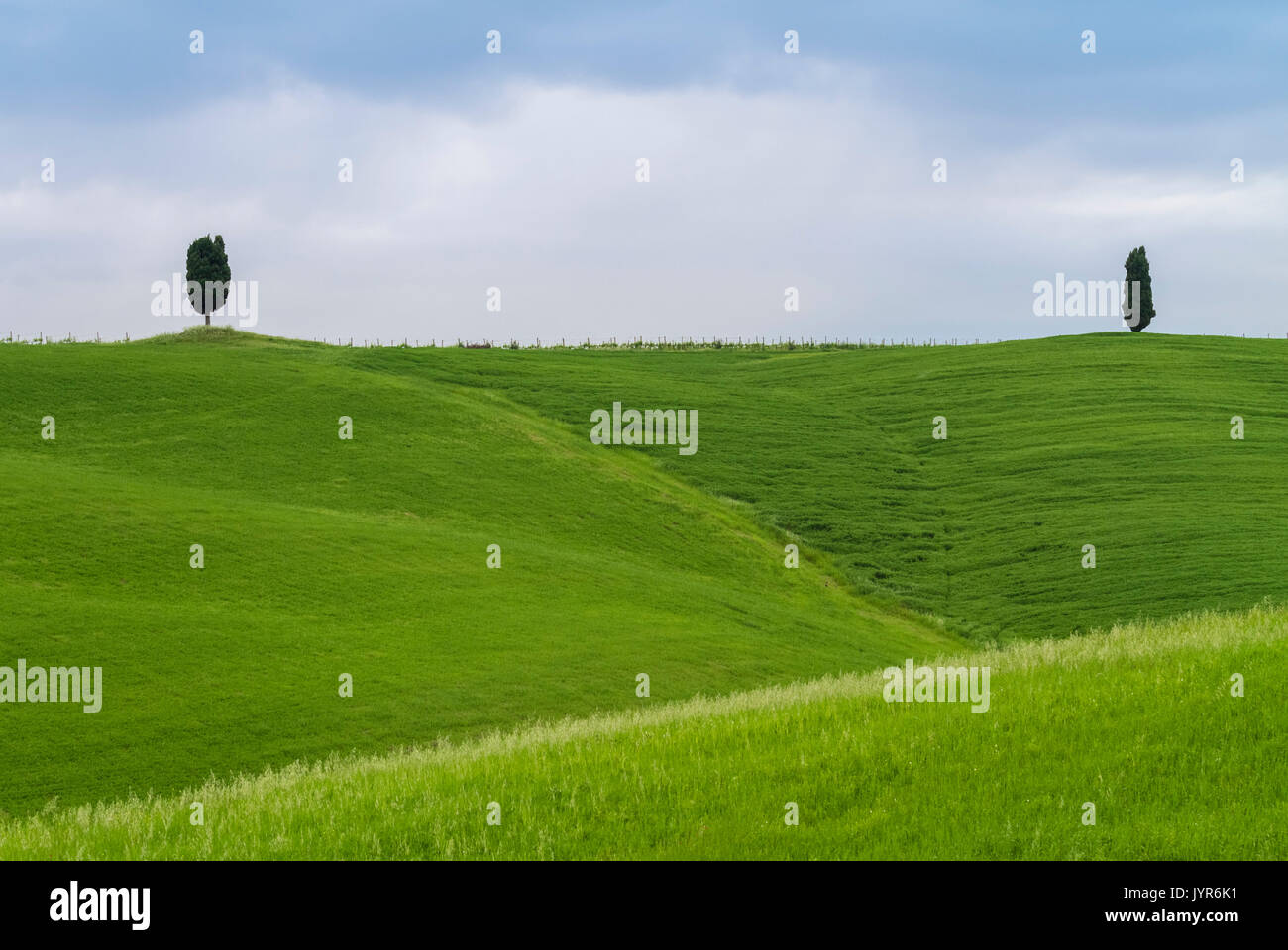 Two cypresses on the hills near Torrenieri, between Montalcino and San ...