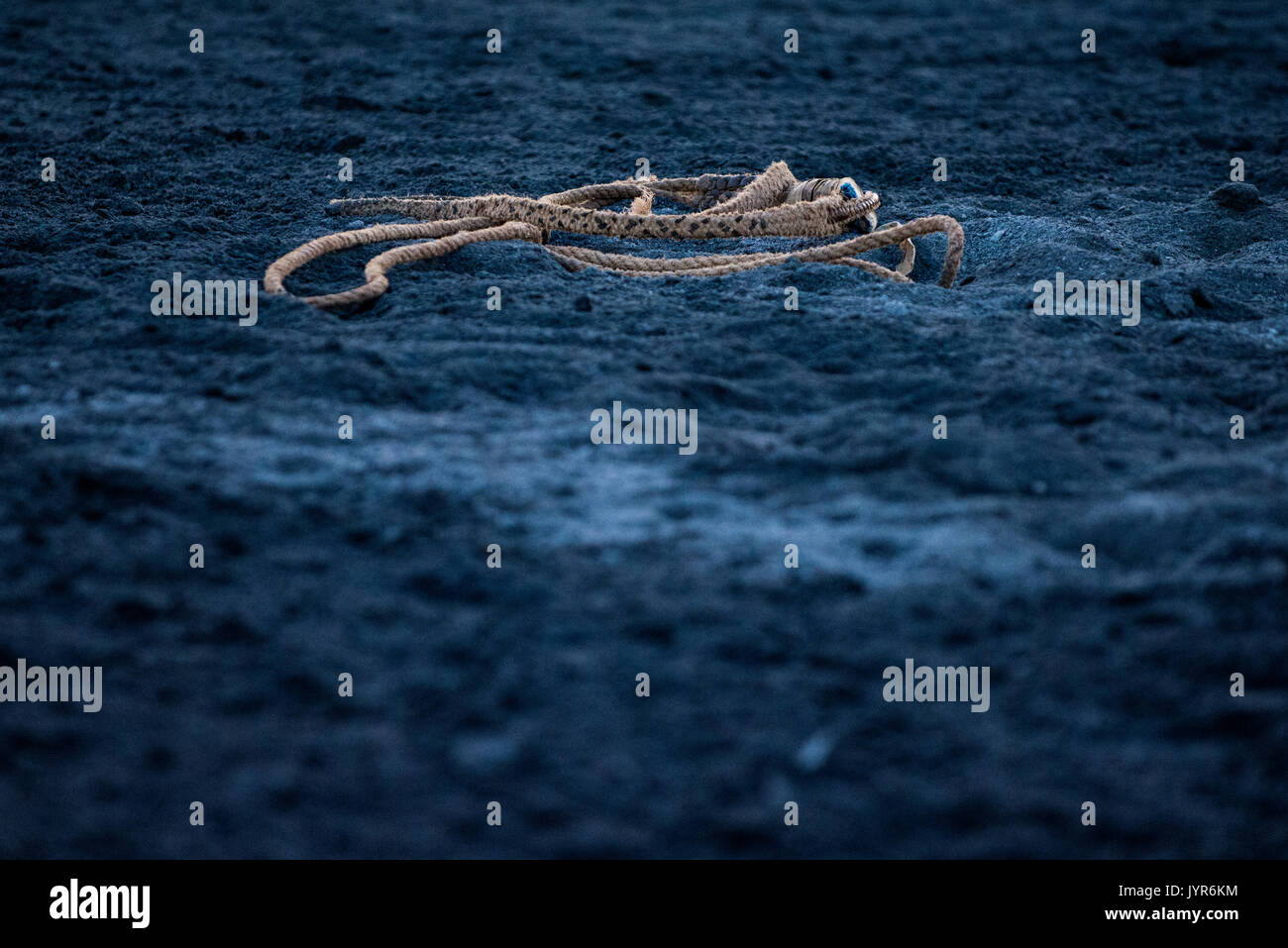 Bull with rope hi-res stock photography and images - Alamy