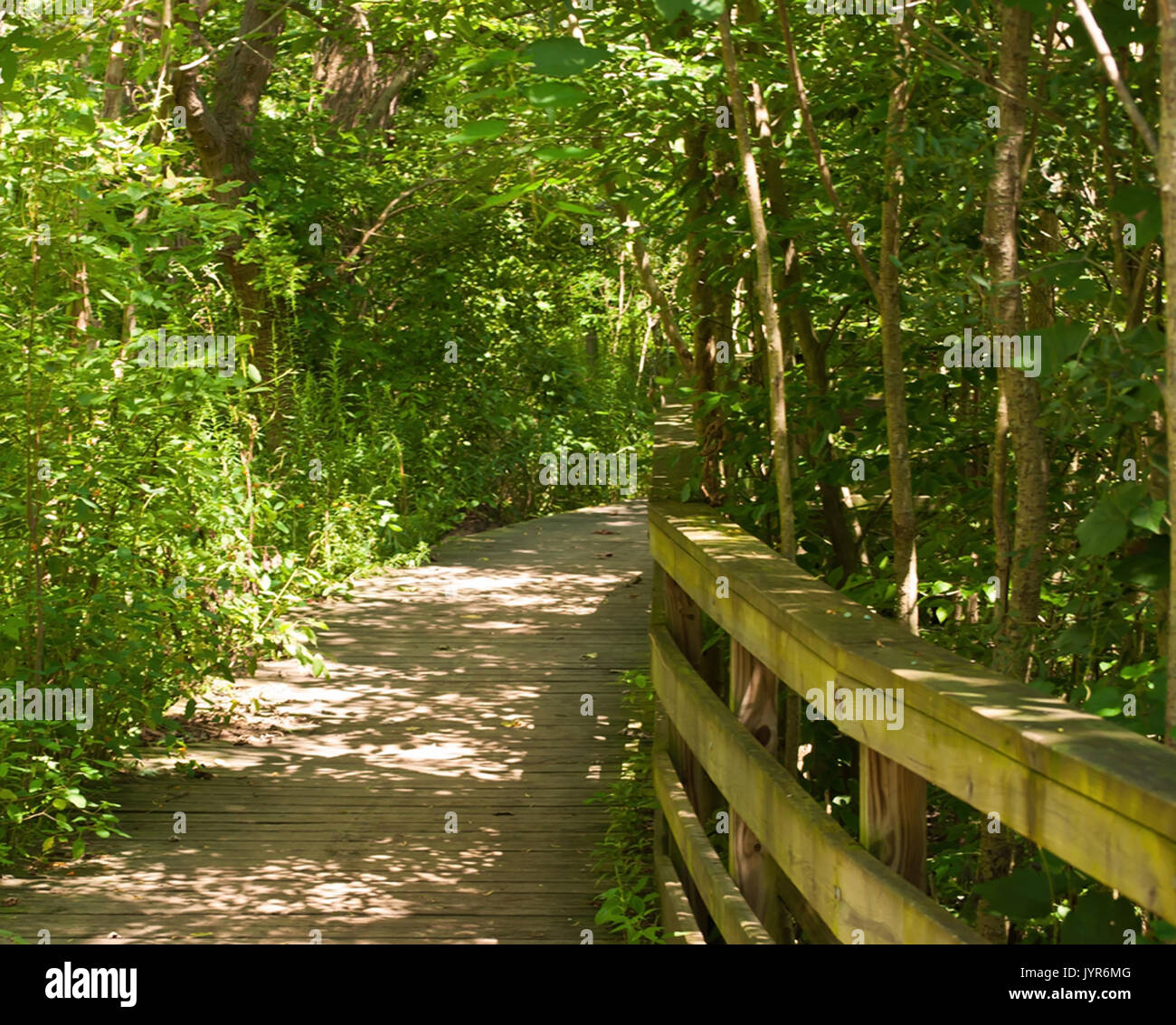 Winding wooden footpath in the woods Stock Photo - Alamy