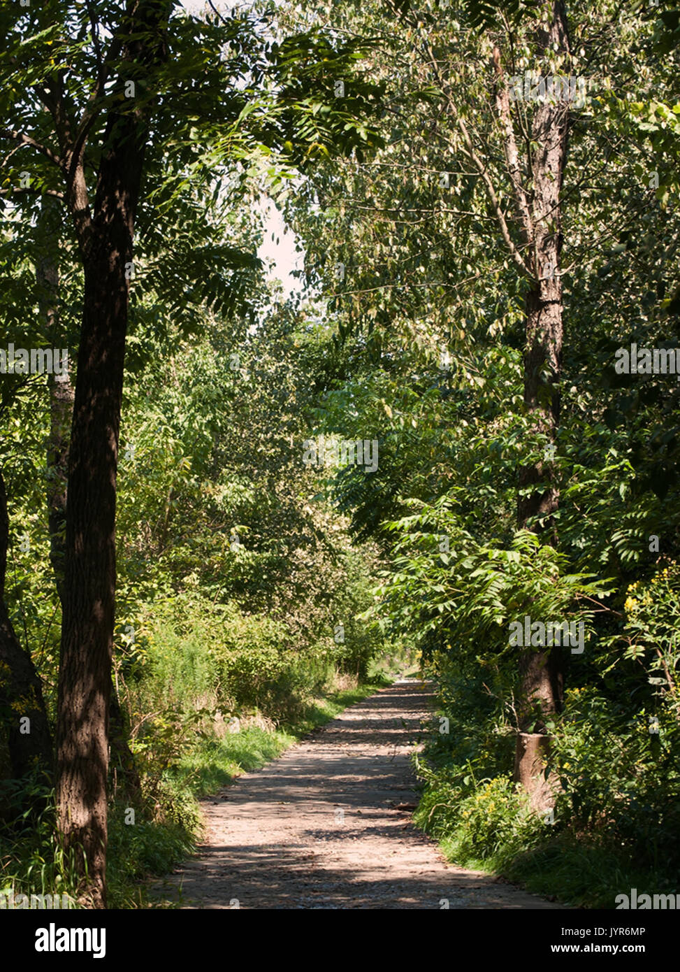 Living forest trail hi-res stock photography and images - Alamy