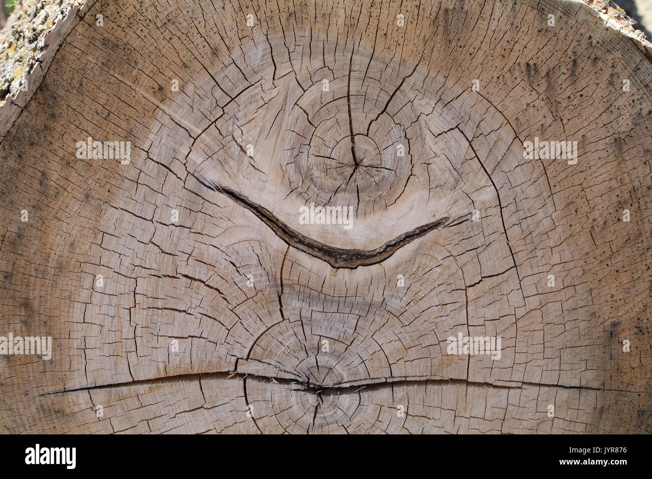 Tree cross section white oak hi-res stock photography and images - Alamy