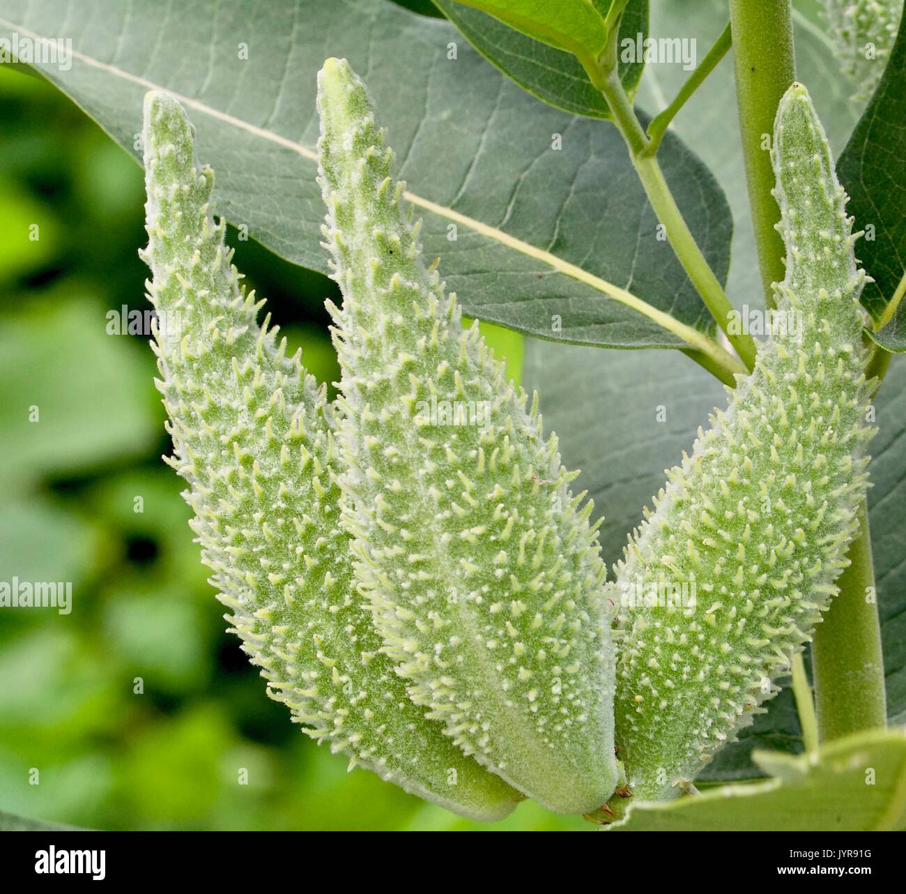 Common milk weed hi-res stock photography and images - Alamy