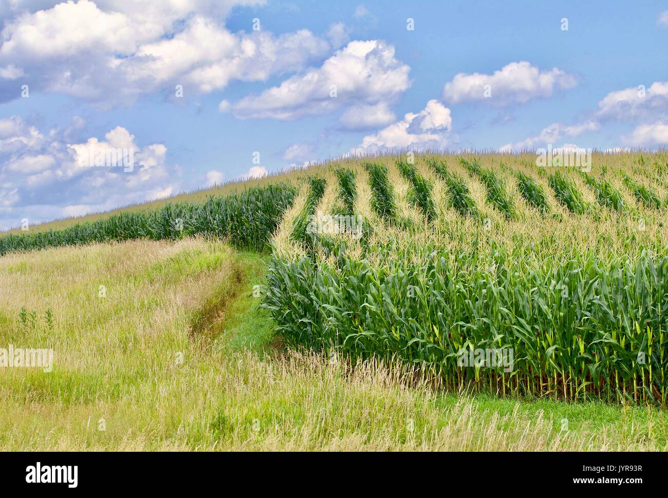 Curved corn rows in against a blue sky Stock Photo - Alamy