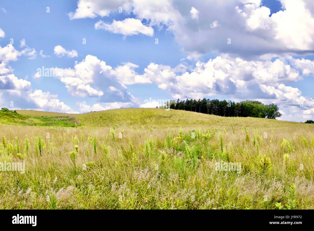 Green grassy field Minnesota rolling praire landscape Stock Photo - Alamy