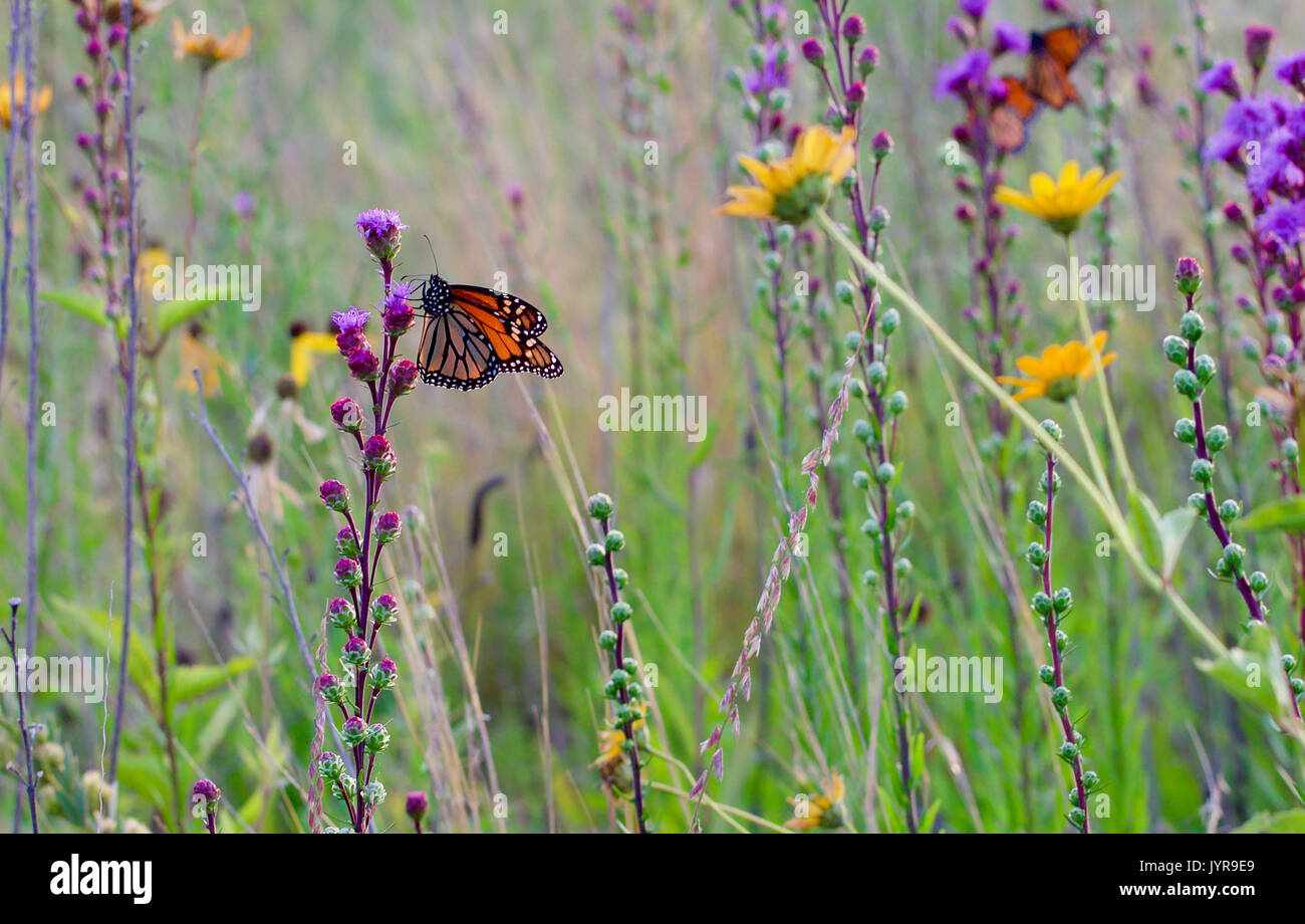 A flock of monarch butteflies in a flowery meadow Stock Photo - Alamy