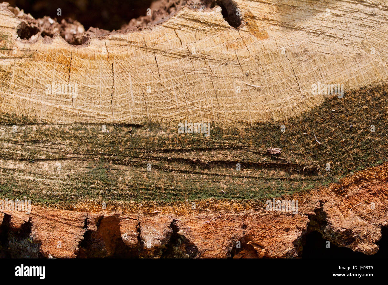 Closeup of an oak section with bark Stock Photo - Alamy