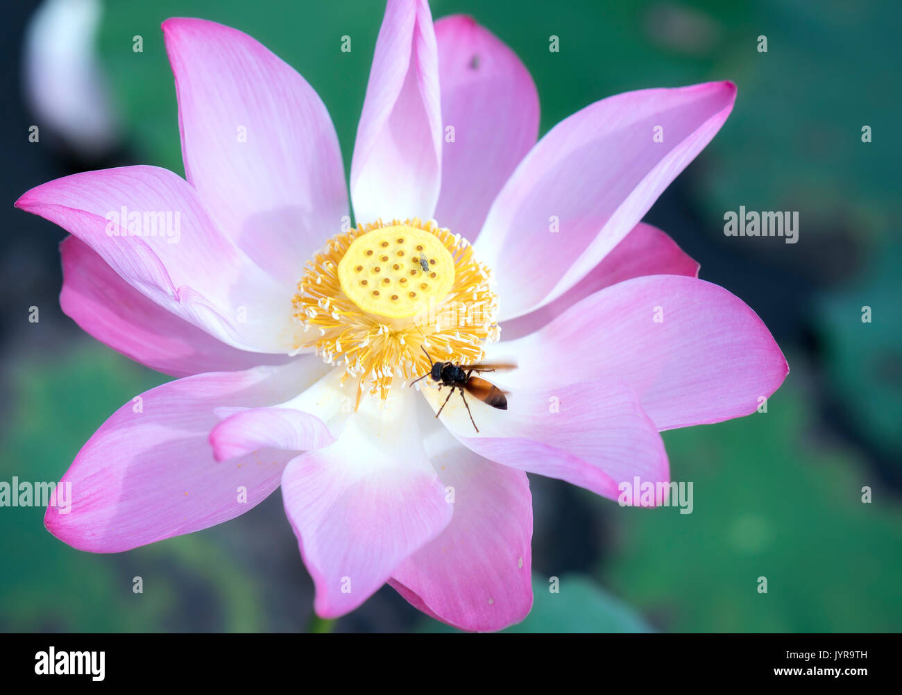 Pink lotus blossoming in the pond, this is the flower symbolizes the ...