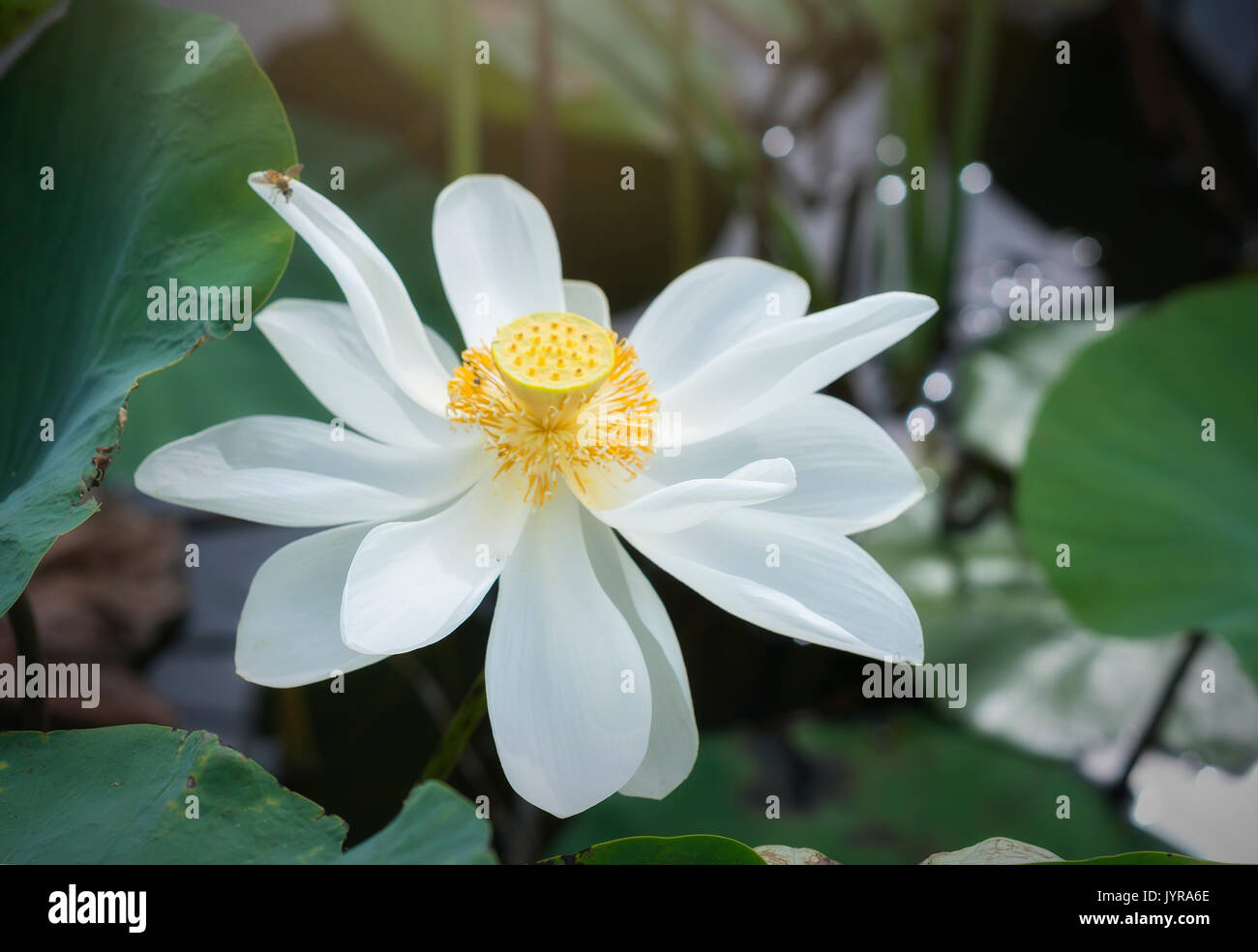 White symbolizes purity hi-res stock photography and images - Alamy