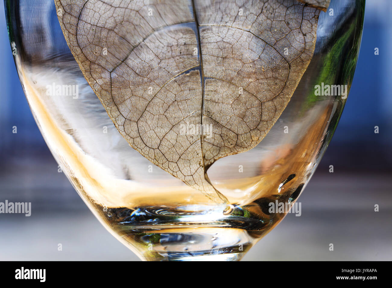 texture and detail from dry leaf in glass Stock Photo - Alamy