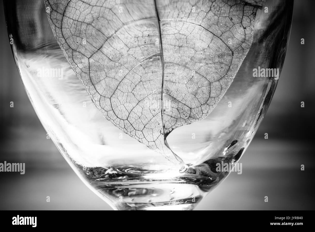 texture and detail from dry leaf in glass Stock Photo - Alamy