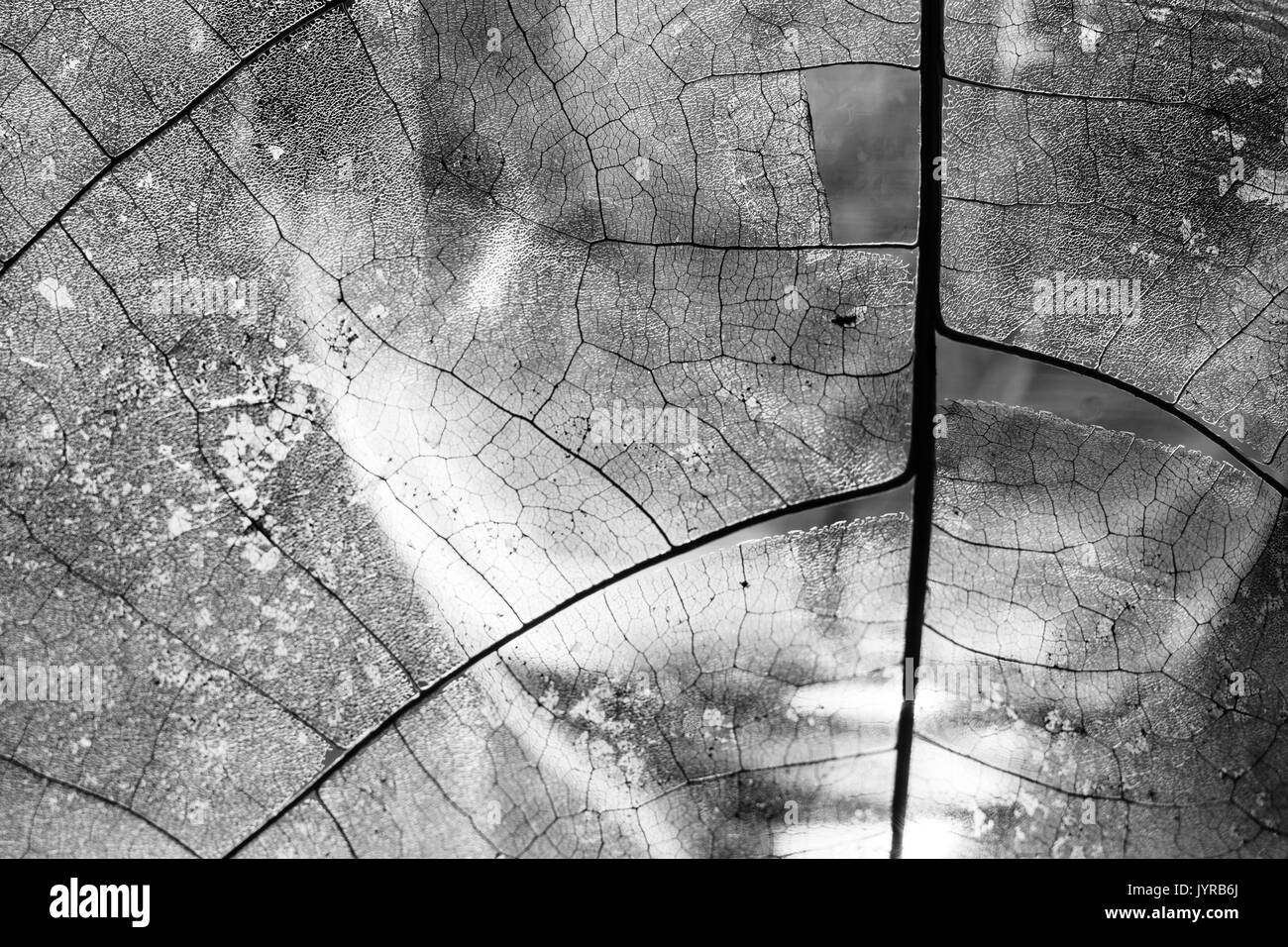 texture and detail from dry leaf in glass Stock Photo - Alamy