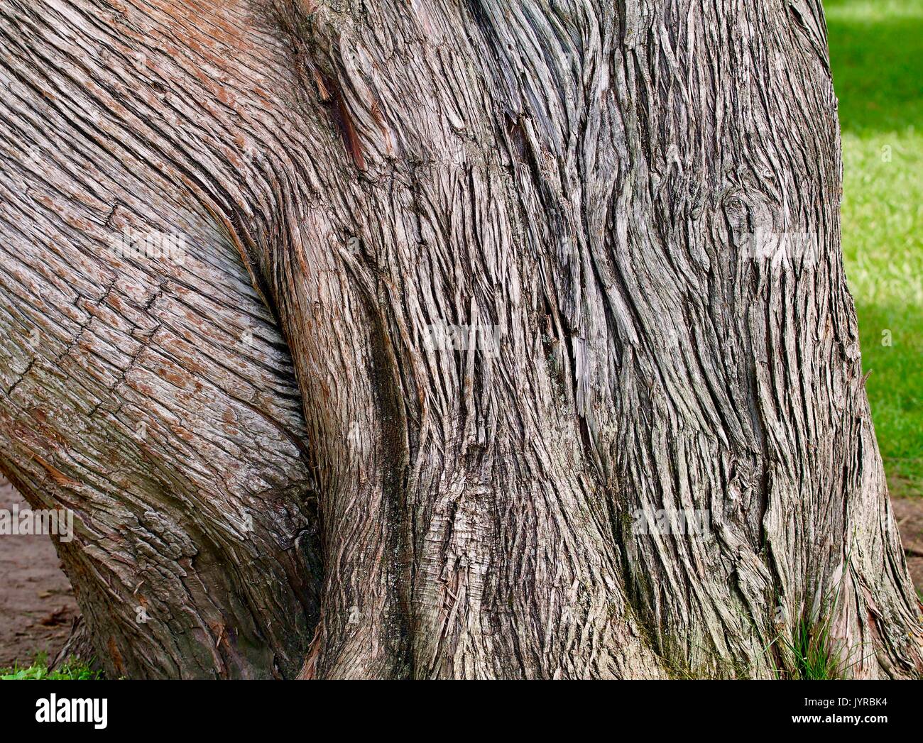 Heavy textured bark from an old conifer tree Stock Photo - Alamy